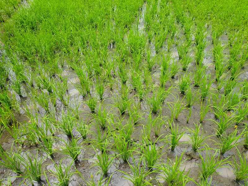 Young rice field stock image. Image of leaf, asia, growing - 124011465
