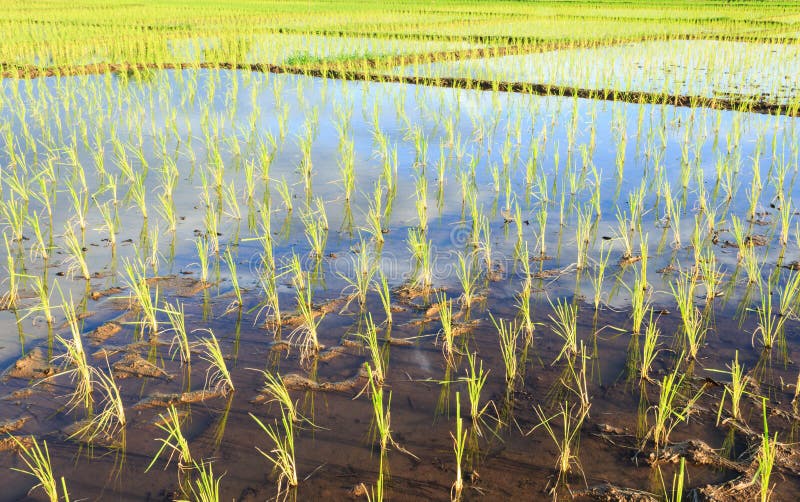 Young rice fields stock image. Image of rice, grain, season - 42181267