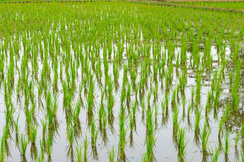Young Rice in the the Flooded Rice Field. Stock Photo - Image of ...