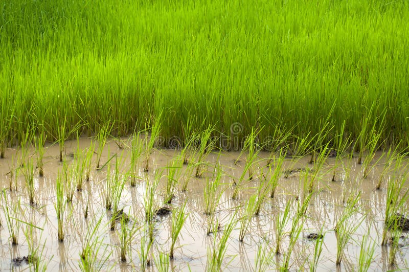 Young Rice Growing in the Field Stock Image - Image of outdoor, asia ...