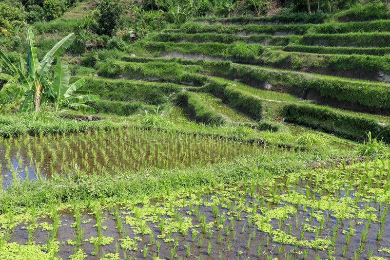 Young Rice are Growing in the Paddy Field. Rice Field Stock Photo ...