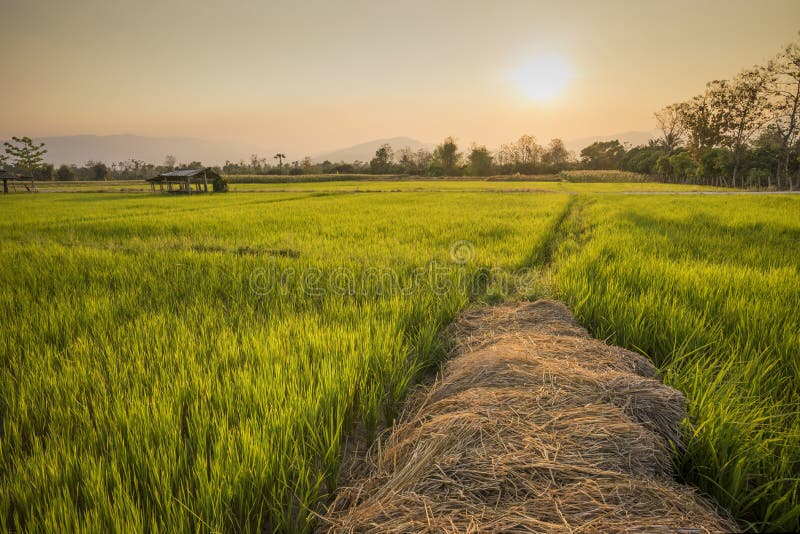 Young Rice are Growing in the Paddy Field Stock Image - Image of ...