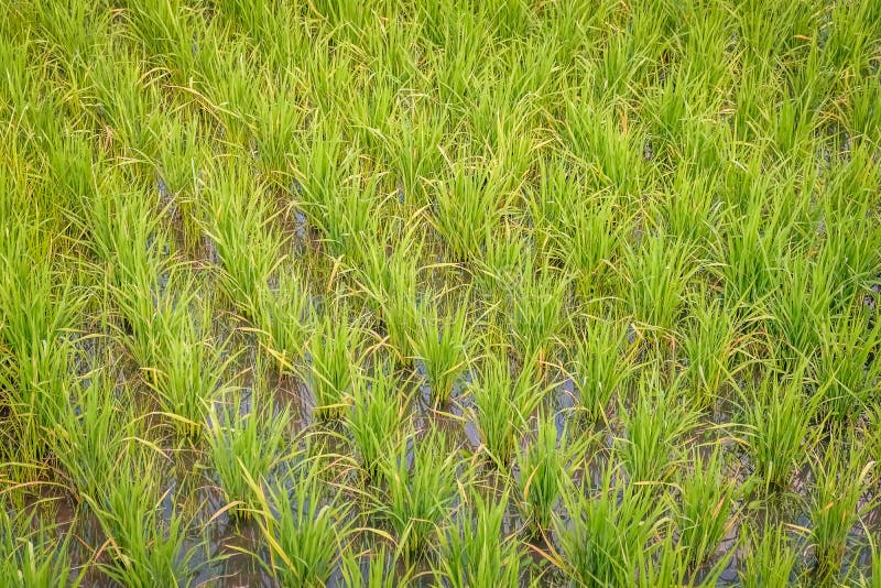Young Rices Field Growing in Dry Land or Mud Flat Stock Image - Image ...