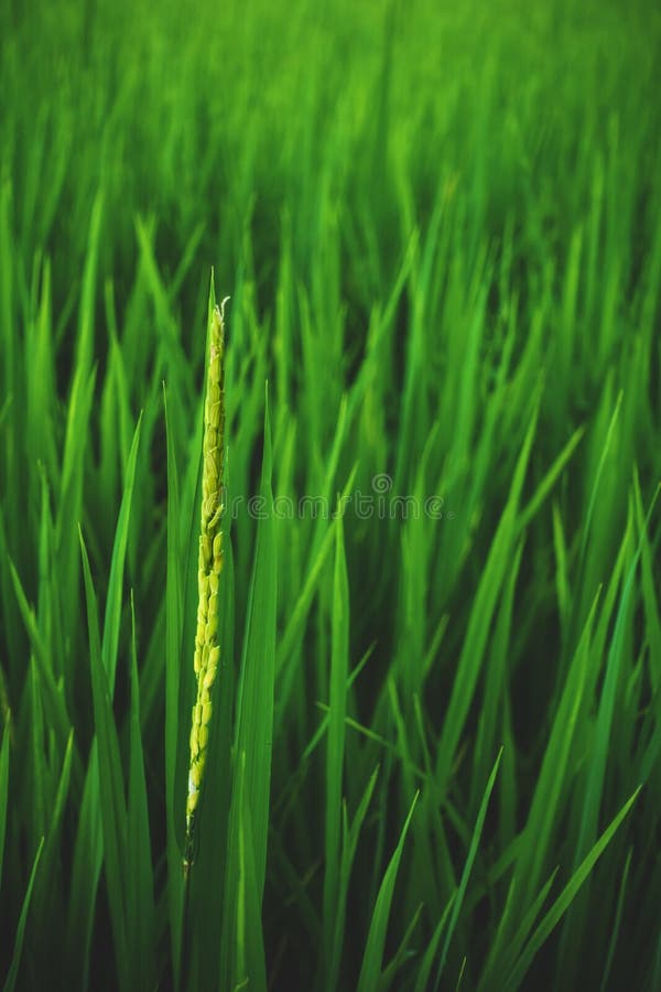 Young rice stock photo. Image of countryside, agriculture - 101634818