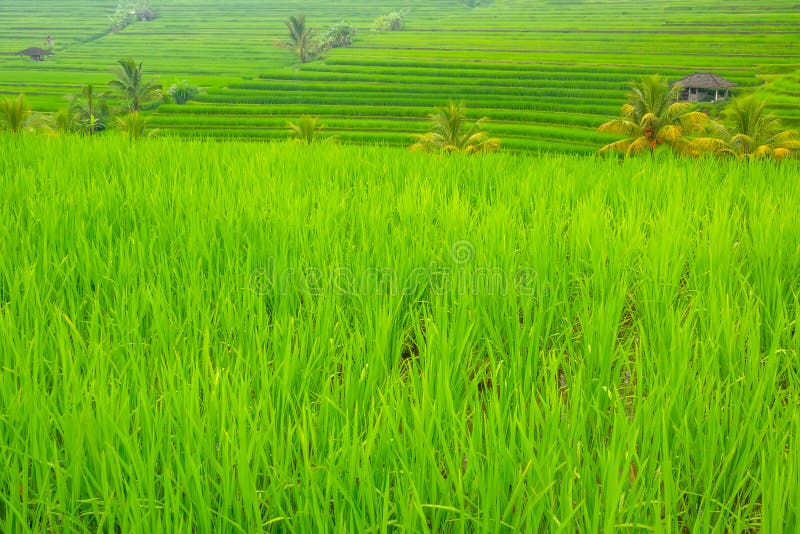Young Rice Growor in Fields of Indonesia Stock Photo - Image of country ...