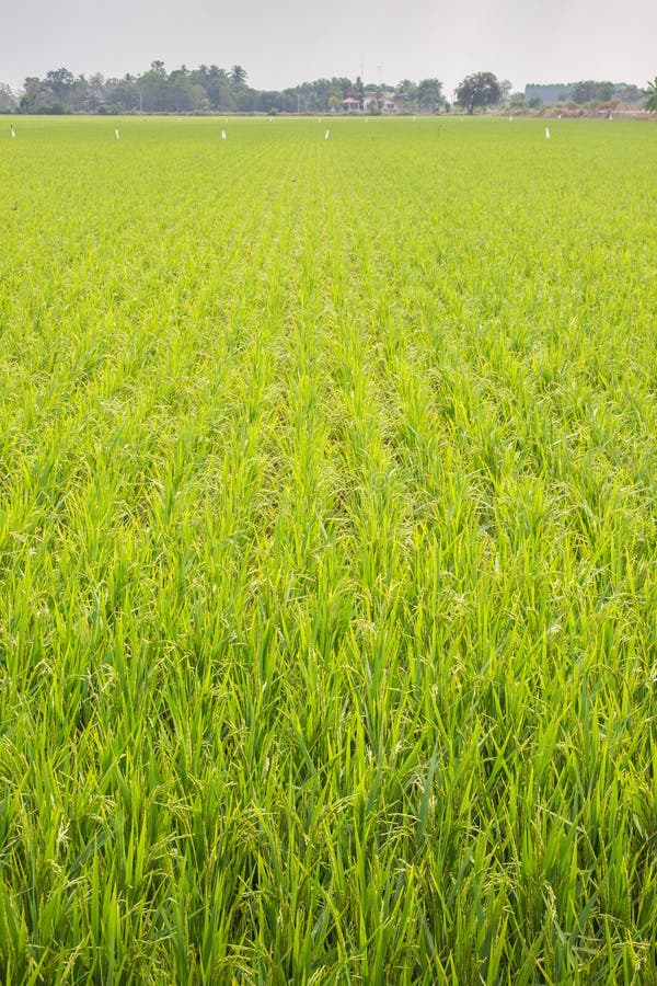 Young rice stock photo. Image of botany, garden, countryside - 49087186