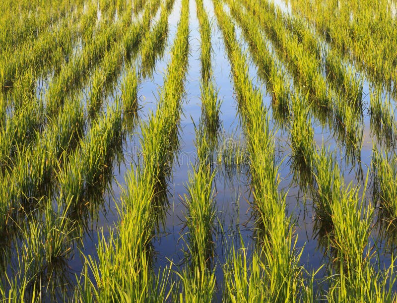 Terrace Rice Paddy Field at Ubud, Bali Stock Photo - Image of food ...