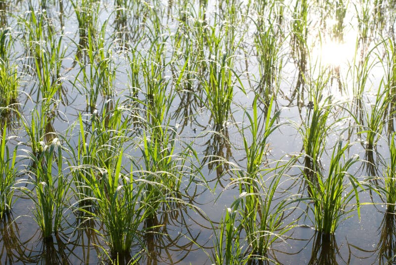 Young Rice are Growing in Paddy Fields, Vegas Altas Del Guadiana, Spain ...