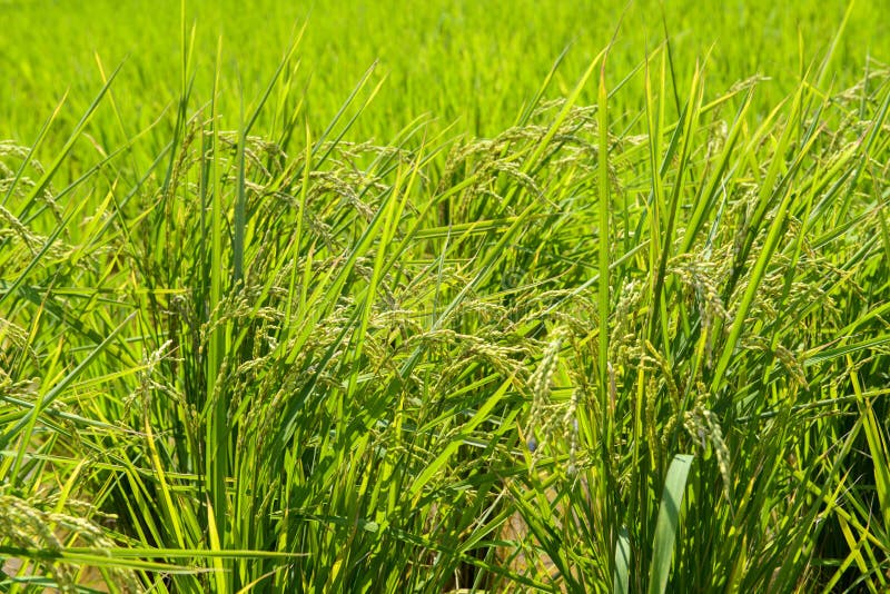 Young rice plant on field stock photo. Image of food - 115382568