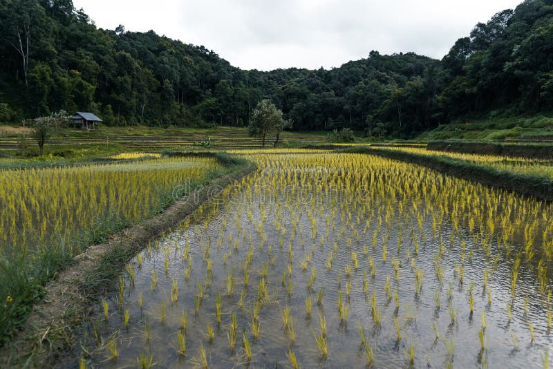 Young Rice Plant in the Field Stock Photo - Image of environment, plant ...