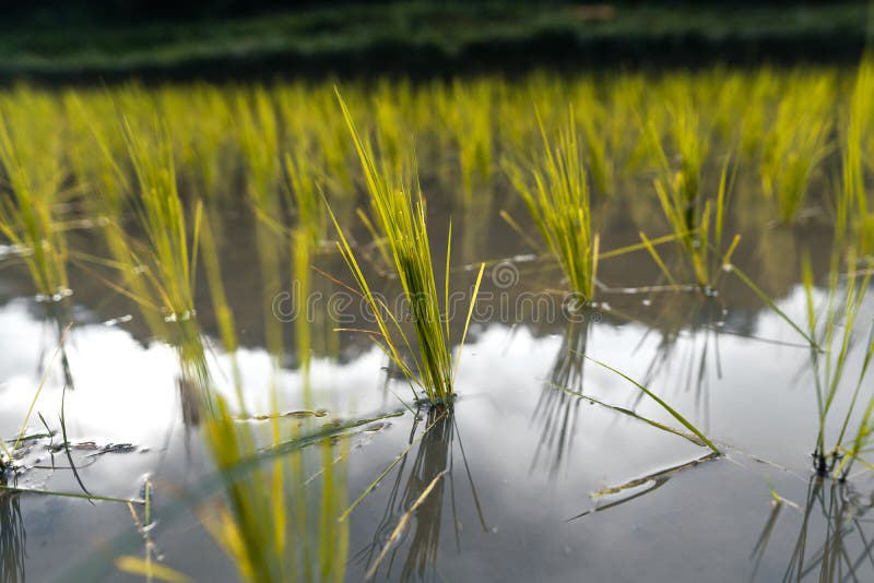 Young Rice Plant in the Field Stock Photo - Image of water, paddy ...