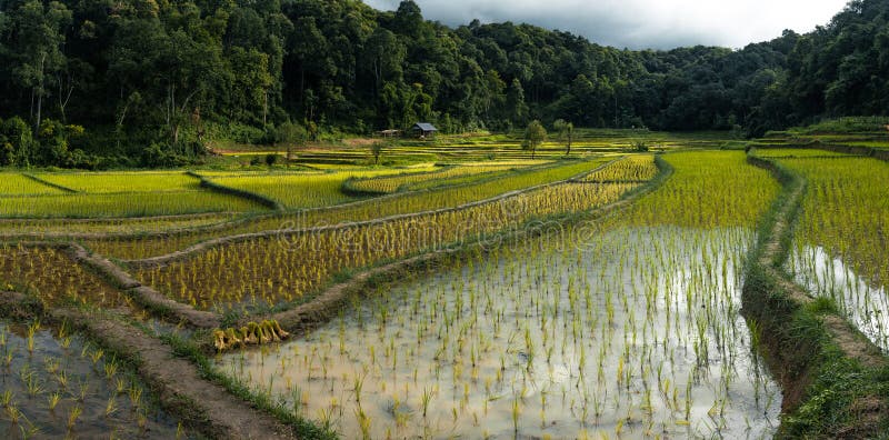 Young Rice Plant in the Field Stock Image - Image of nature, rice ...
