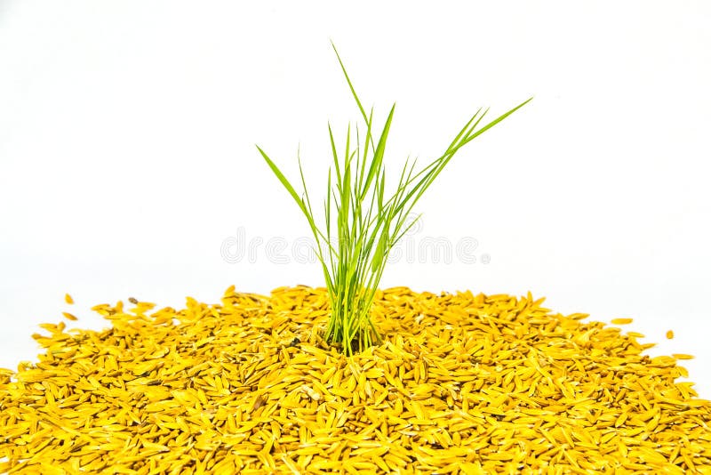 Young Rice Plant in Paddy Ground Stock Photo - Image of grow, asian ...