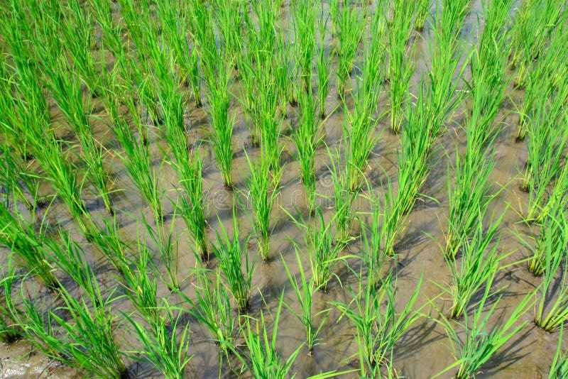 Golden rice in the farm stock image. Image of finance - 29043295