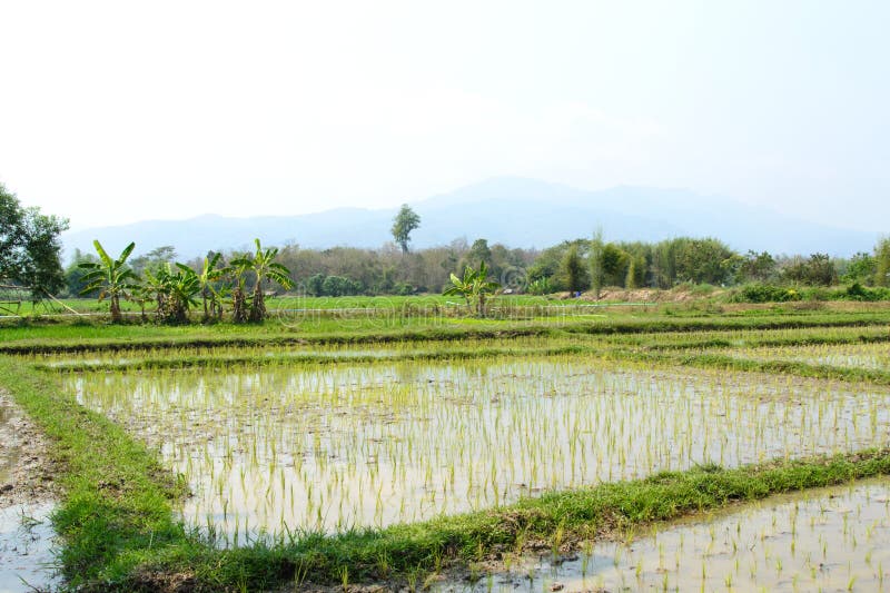 Young Rice Plant in Rice Field Stock Image - Image of foliage, hill ...