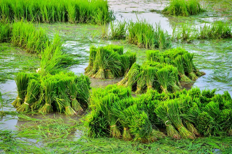 Young rice plant stock image. Image of landscape, sprouts - 117359699