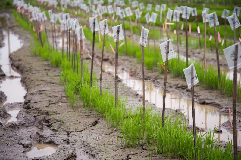 Young rice plantation stock photo. Image of agriculture - 39090480