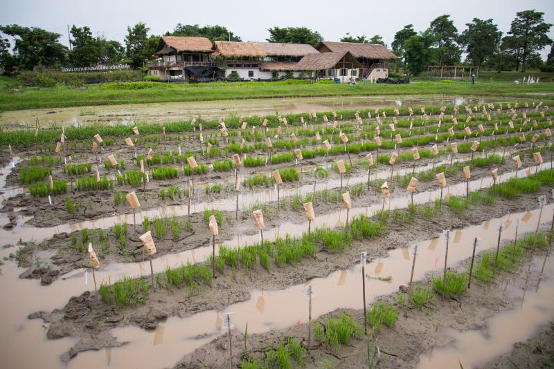 Young rice plantation stock photo. Image of season, meadow - 39090492