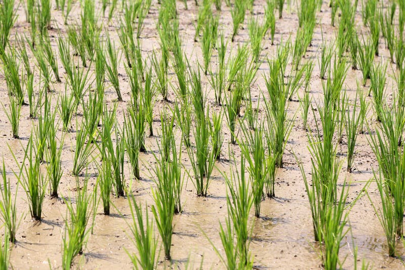 Rice Plants Grown in Soil Damaged Stock Image - Image of rain, rice ...