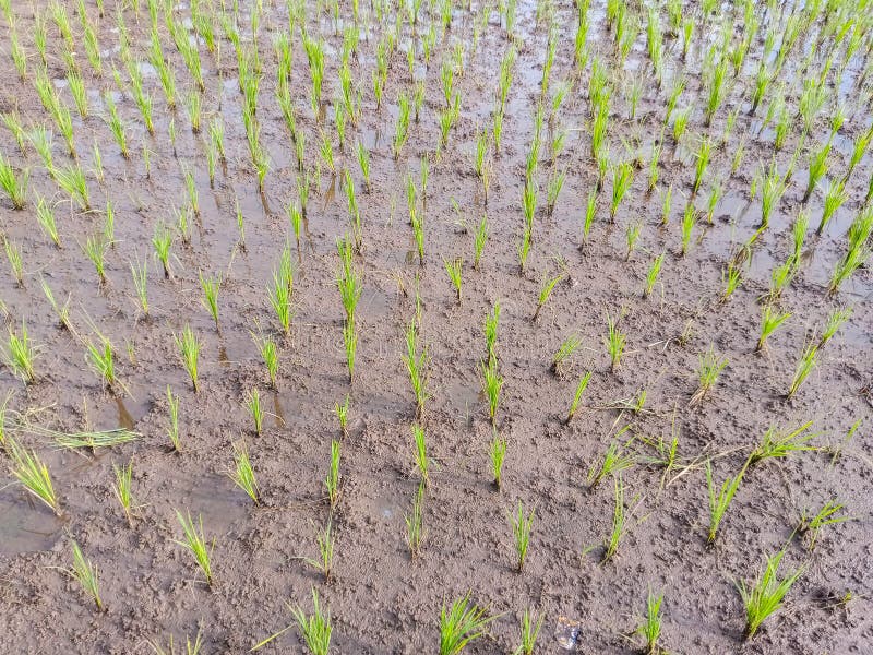 Young Rice are Growing in Paddy Fields, Vegas Altas Del Guadiana, Spain ...