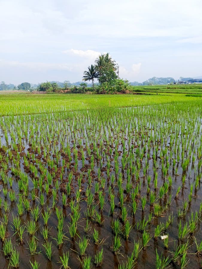 Young Rice Plants Growing in a Flooded Paddy Field Under a Clear Sky ...