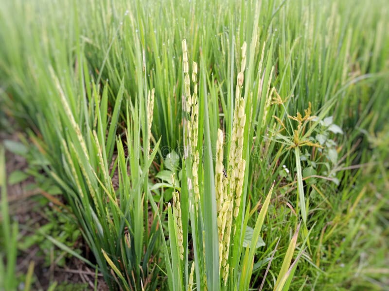 Green paddy in rice fields stock photo. Image of fields - 129434426