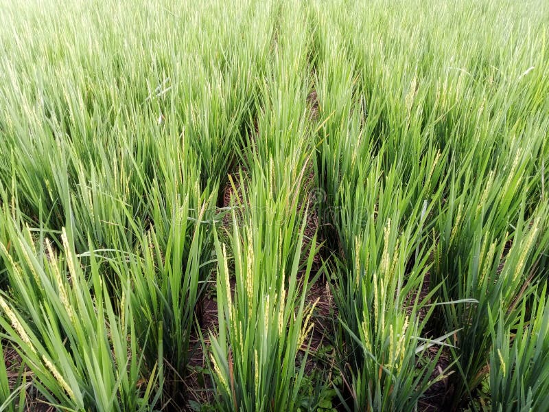Green paddy in rice fields stock photo. Image of fields - 129434426