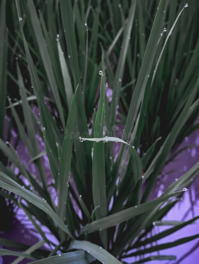 Young Rice Plants in the Morning in Water Stock Photo - Image of ...