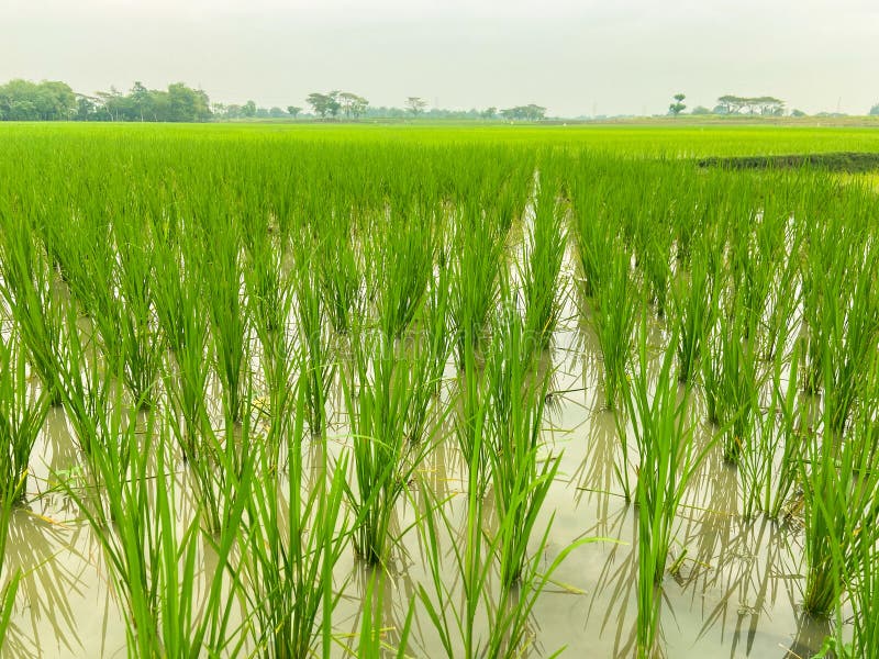 Young Rice Plants Newly Planted in the Rice Field Stock Image - Image ...