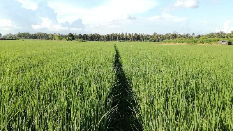 Young Rice Plants (Paddy) in the Field from East Java Indonesia Stock ...