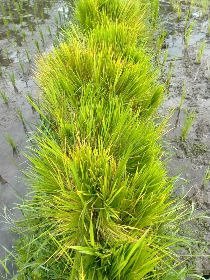 Young Rice Plants Ready To Be Planted on the Fields Stock Image - Image ...
