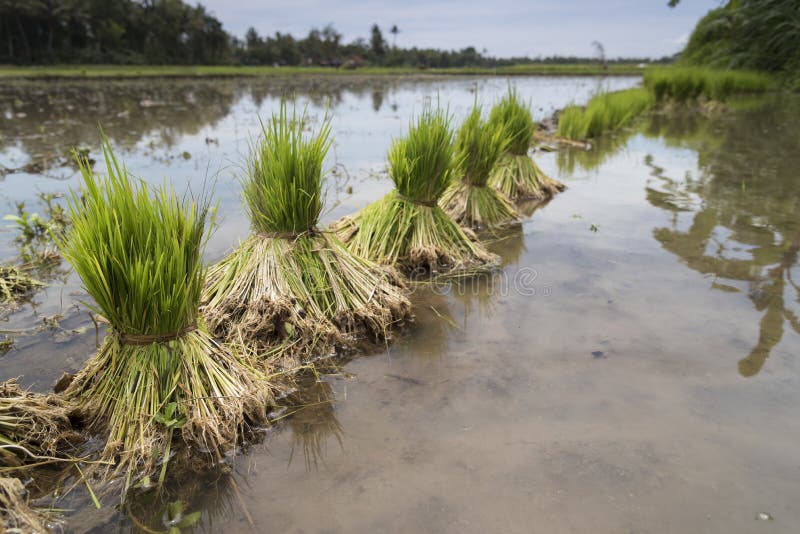 Young Rice Plants Ready To Be Planted Stock Photo - Image of fresh ...