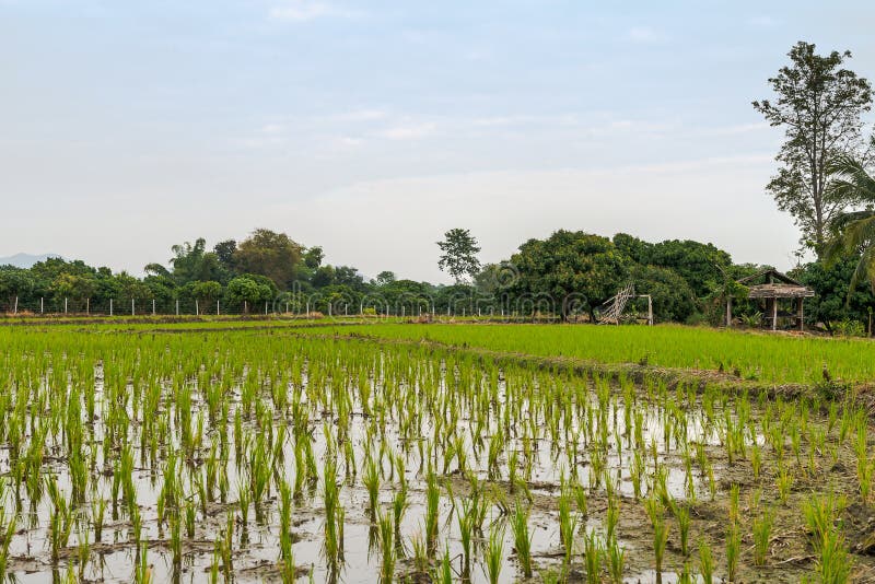 Young Rice that Ready To Growing in the Rice Field. Stock Photo - Image ...