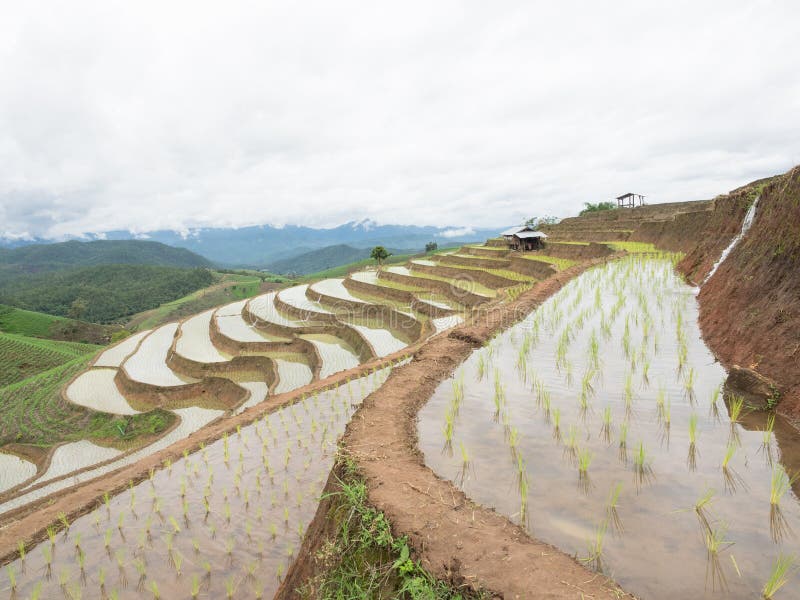 Young Rice Ready To Growing in Rice Fields on Terraced Stock Image ...
