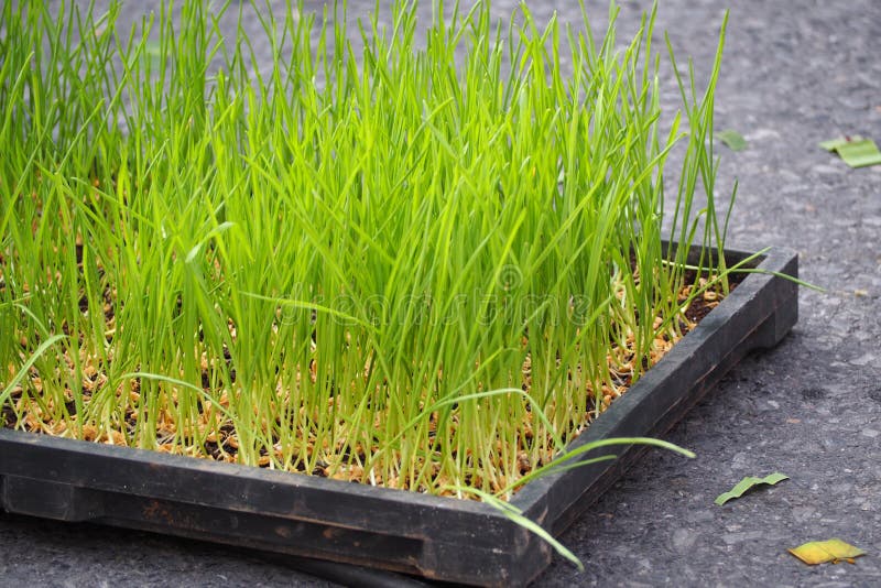 Young Rice Seedling Growing in the Tray Stock Photo - Image of paddy ...