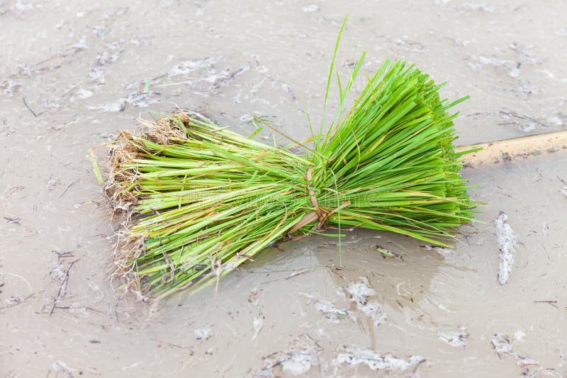 Young Rice Seedling Preparation To Plant in Orderly Rows Stock Image ...