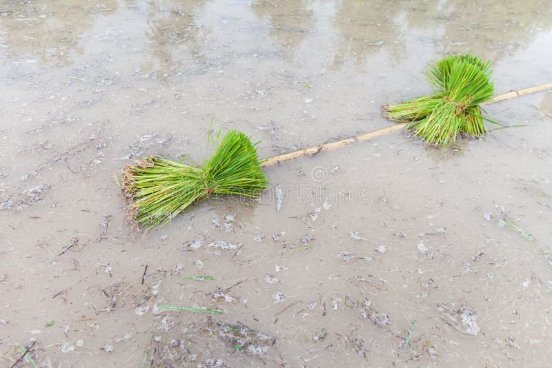 Young Rice Seedling Preparation To Plant in Orderly Rows Stock Photo ...