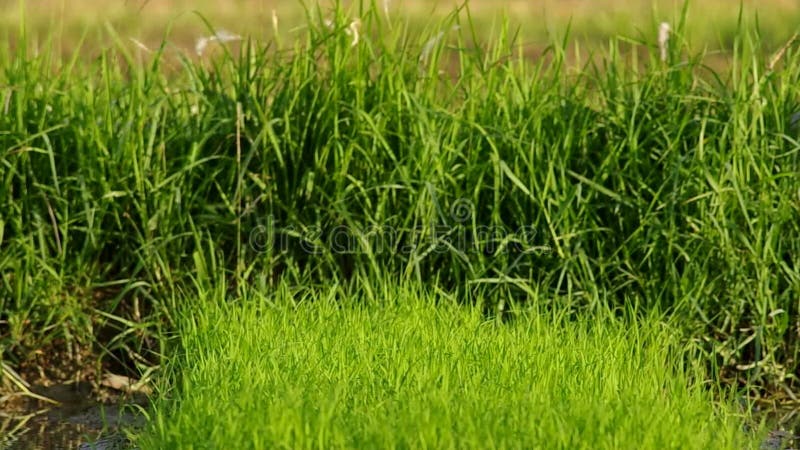 Young Rice Plants Growing in Rice Field Stock Footage - Video of ...