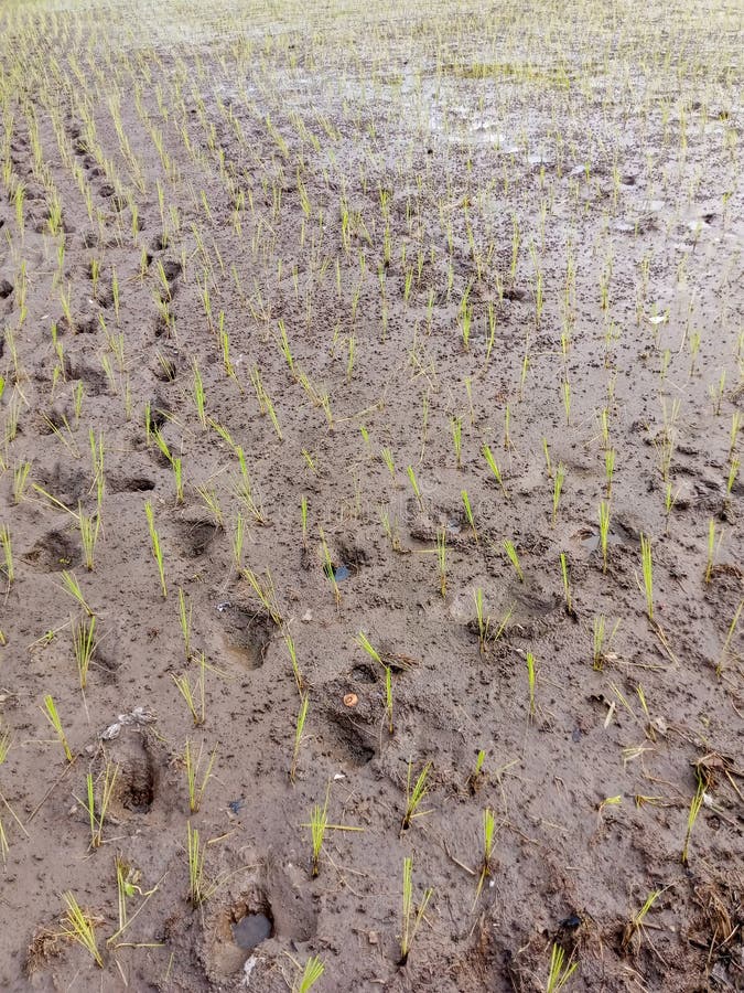 Young Rice Shoots. Sprouted Rice Stock Image - Image of bent, country ...
