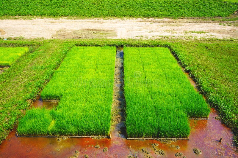 106 Rice Planting Plot Stock Photos - Free & Royalty-Free Stock Photos ...