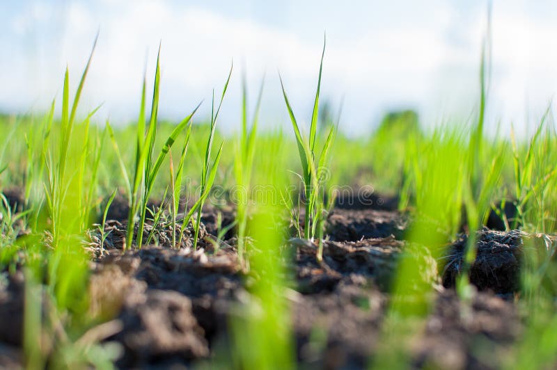 Young Rice Seedlings Sprouting in the Soil without Water Stock Photo ...