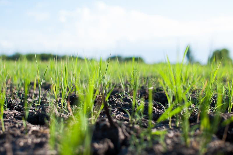 Rice Seed Germinate Stock Photos - Free & Royalty-Free Stock Photos ...