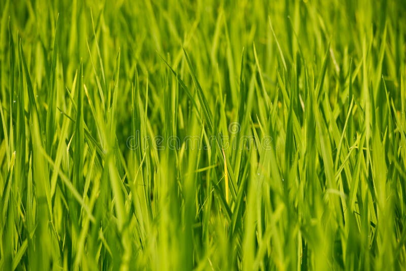 Rice Shoots stock photo. Image of nutritional, fields, shoots - 44700