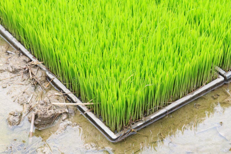 Young Rice Sprout in Cultivated Area Stock Image - Image of farming ...
