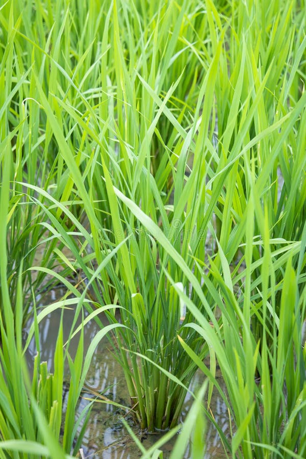 Young Rice Sprout Growing in the Rice Field Stock Photo - Image of ...