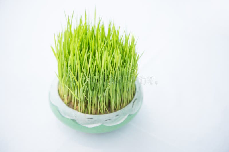 Young Rice Sprout Growing Small Jardiniere Stock Photos - Free ...