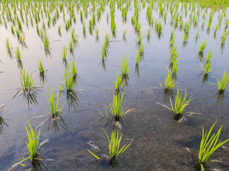 Young Rice Sprout Ready To Growing in the Rice Stock Photo - Image of ...