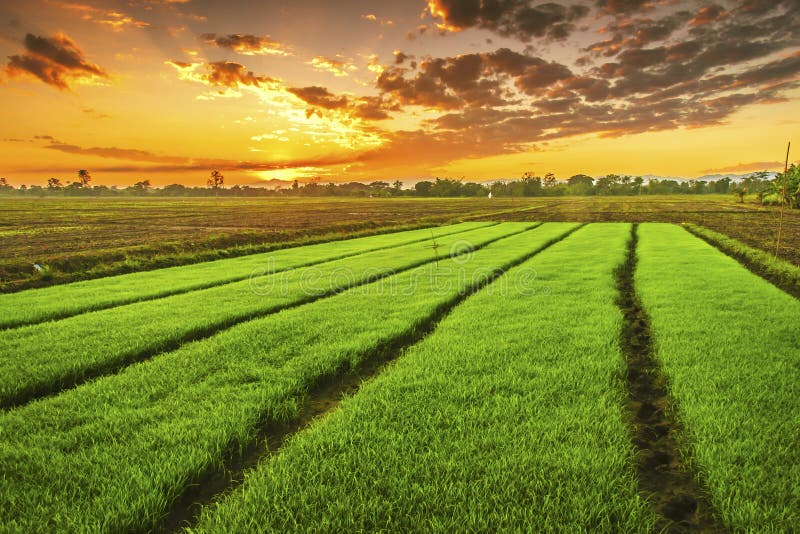 Young Rice Sprout Ready To Growing in the Rice Field Stock Image ...