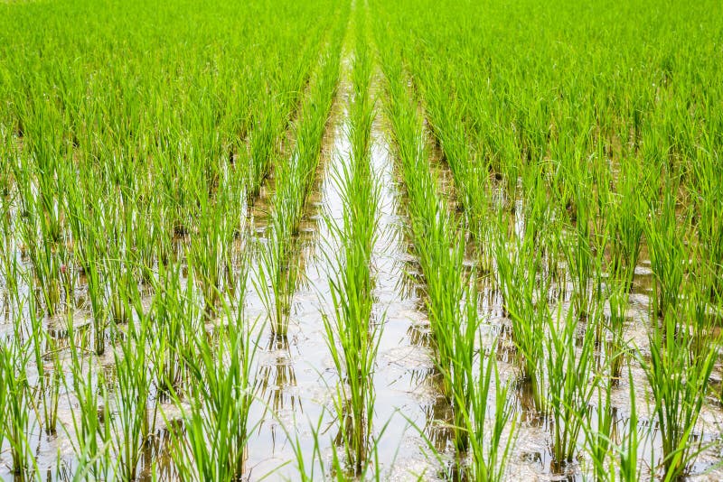 Young Rice Sprout Ready To Growing Stock Photo - Image of paddy ...