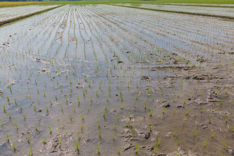 Young Rice Sprout in the Rice Field Stock Image - Image of agriculture ...